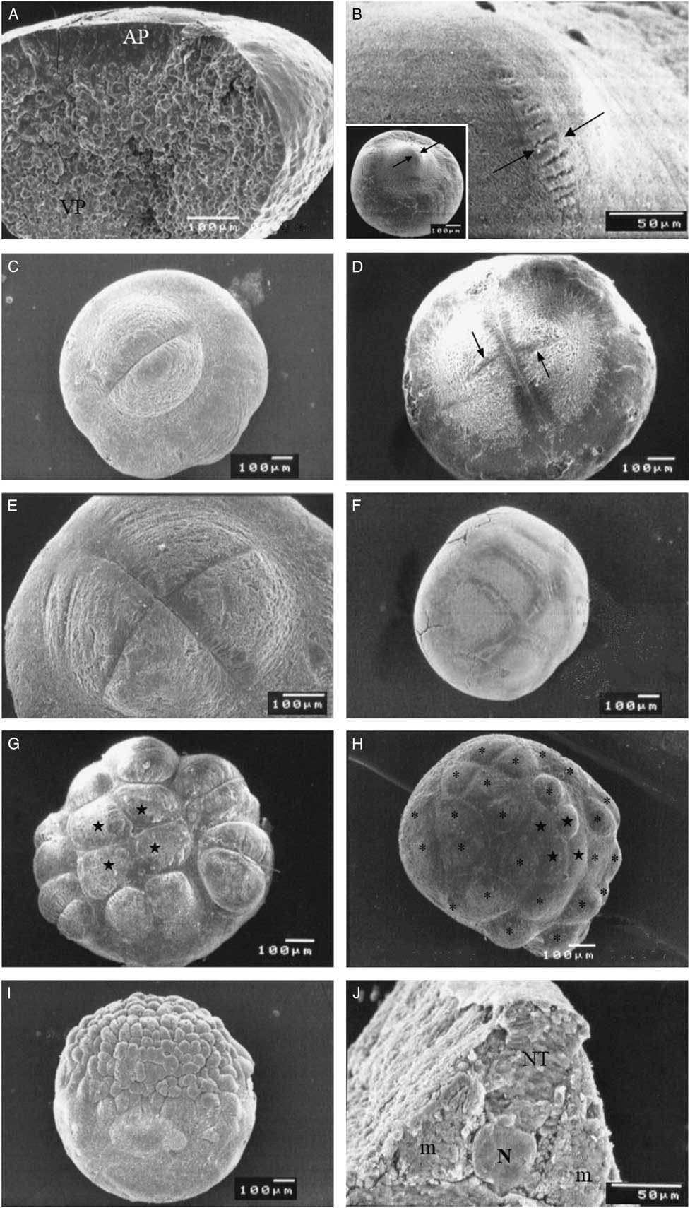 Embryonic development of teleost Brycon orbignyanus | Zygote ...
