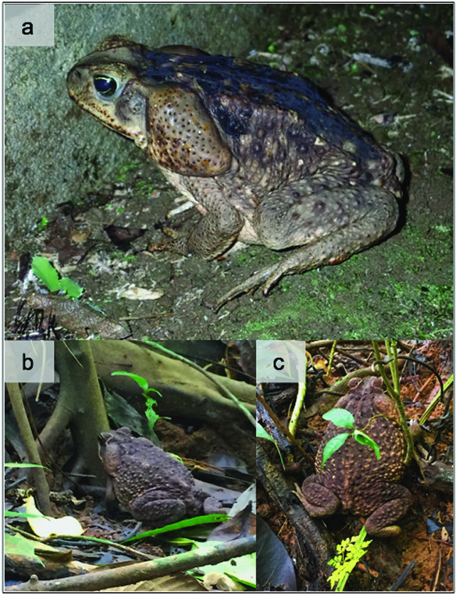 Predation of top predators: cane toad consumption of bullet ants in a ...