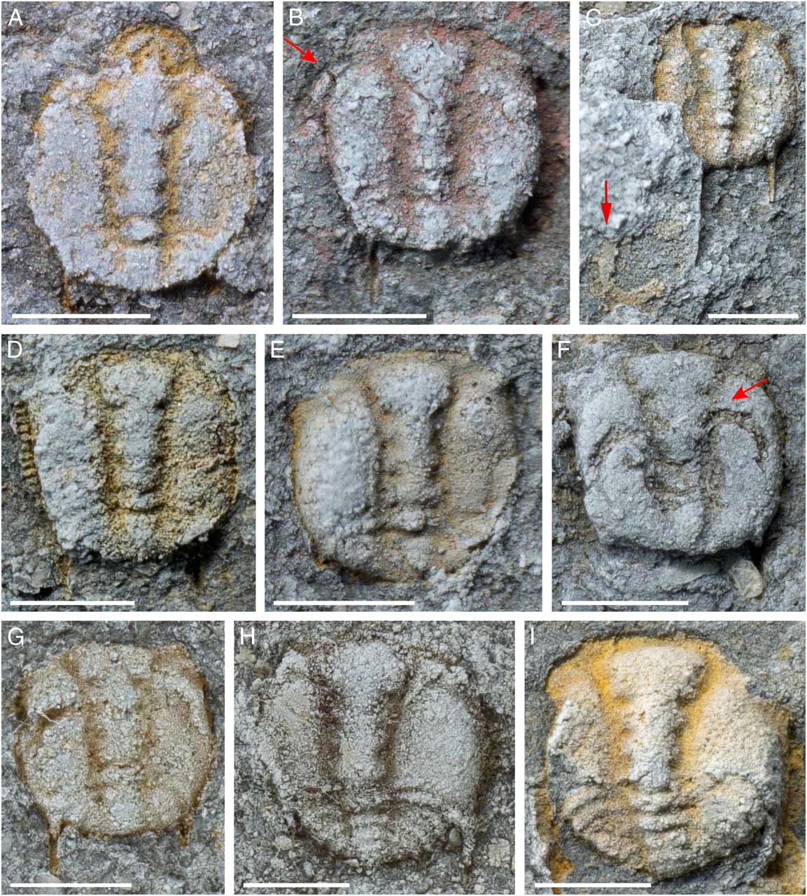 Postembryonic development of Dalmanitina, and the evolution of facial ...