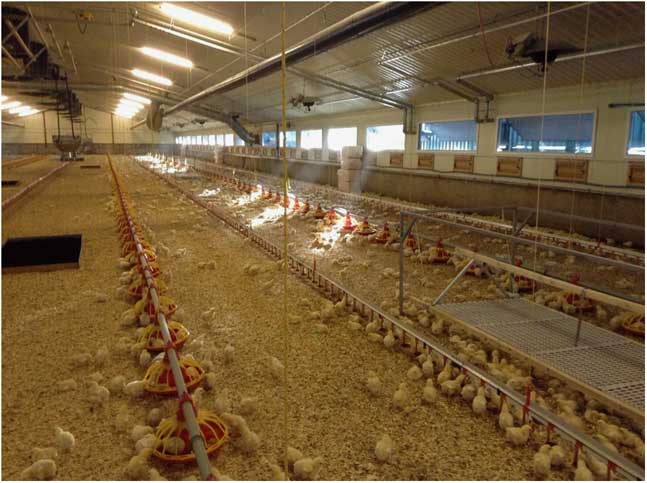 Play behaviour, fear responses and activity levels in commercial ...