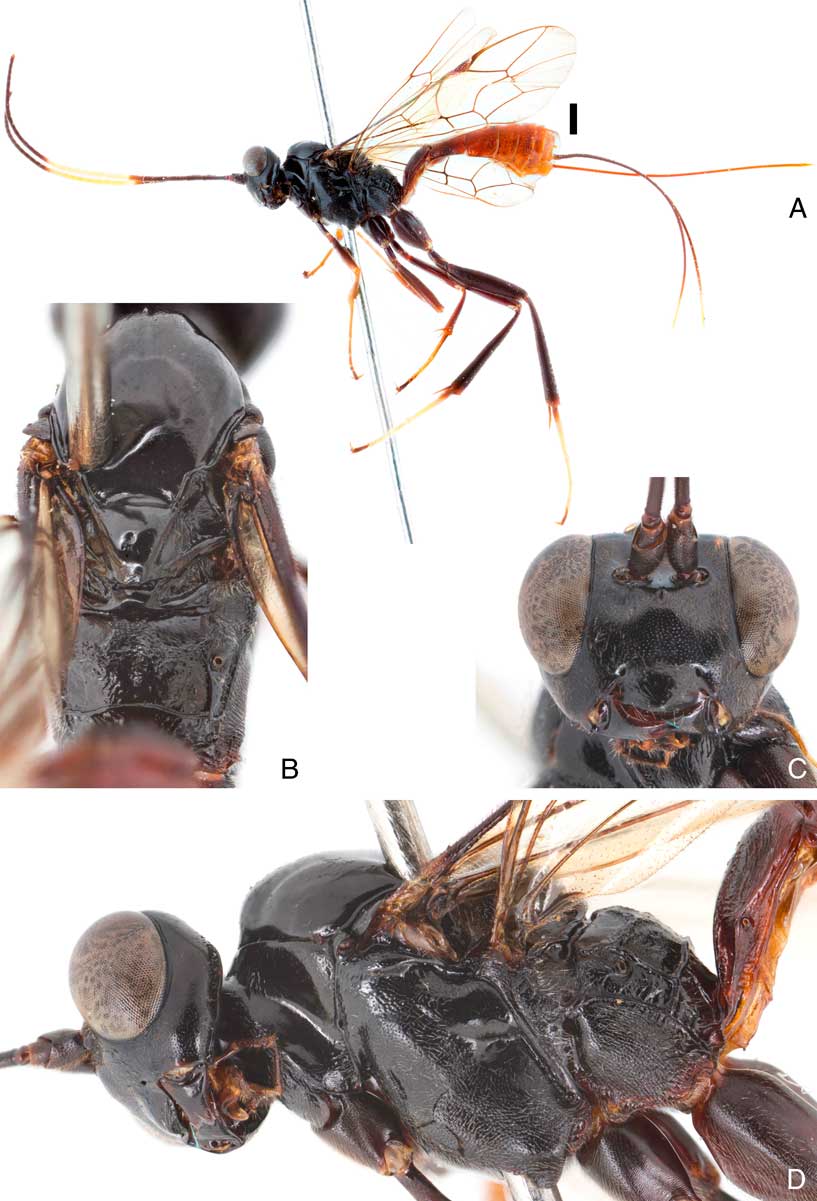Revision of the Neotropical parasitoid wasp genus Hapsinotus ...
