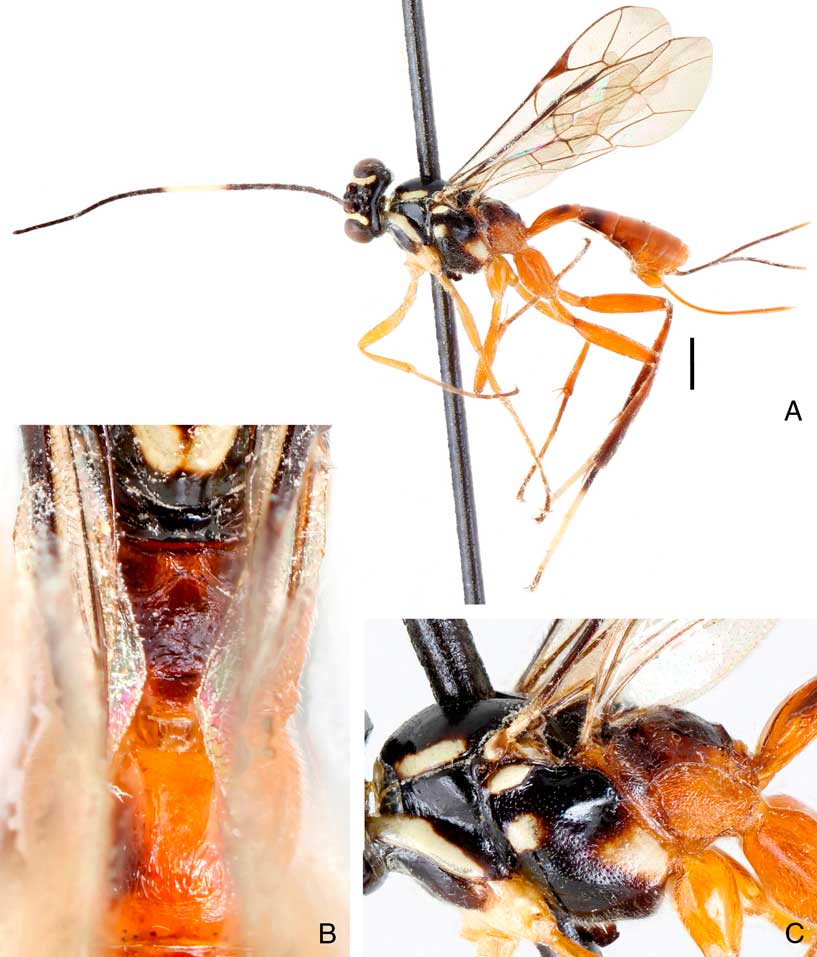 Revision of the Neotropical parasitoid wasp genus Hapsinotus ...