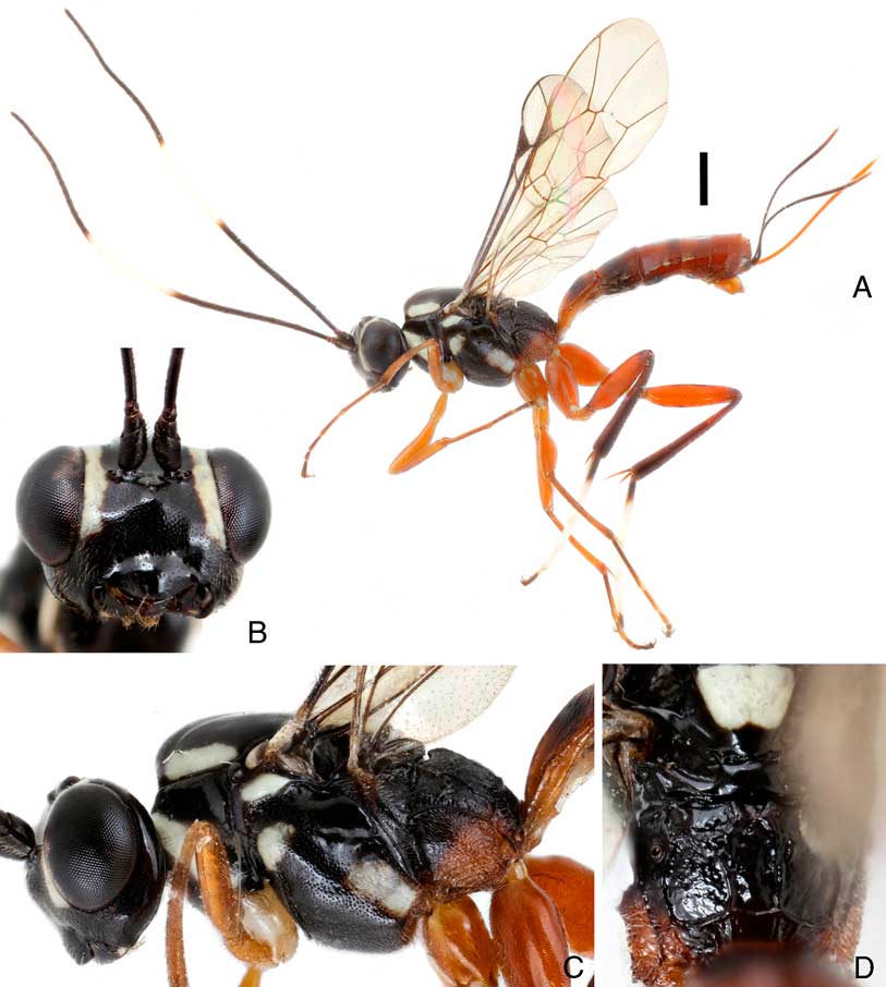 Revision of the Neotropical parasitoid wasp genus Hapsinotus ...
