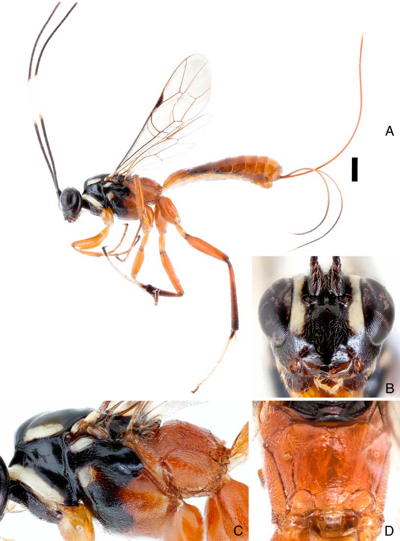 Revision of the Neotropical parasitoid wasp genus Hapsinotus ...