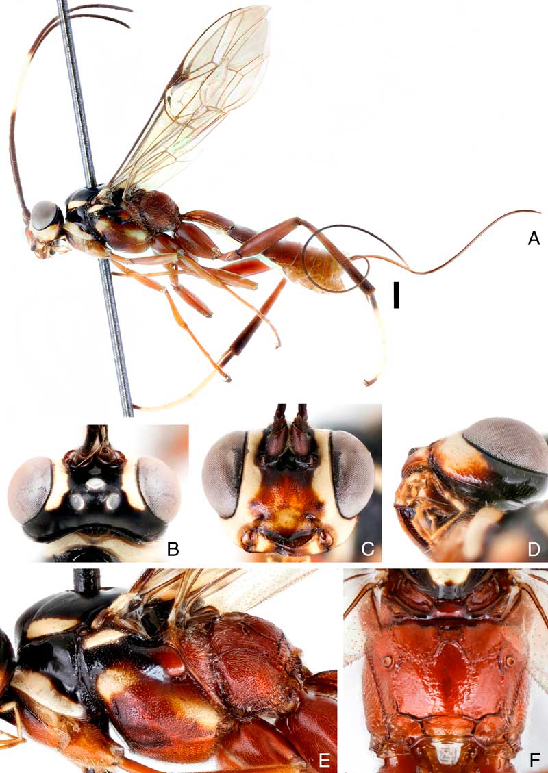 Revision of the Neotropical parasitoid wasp genus Hapsinotus ...