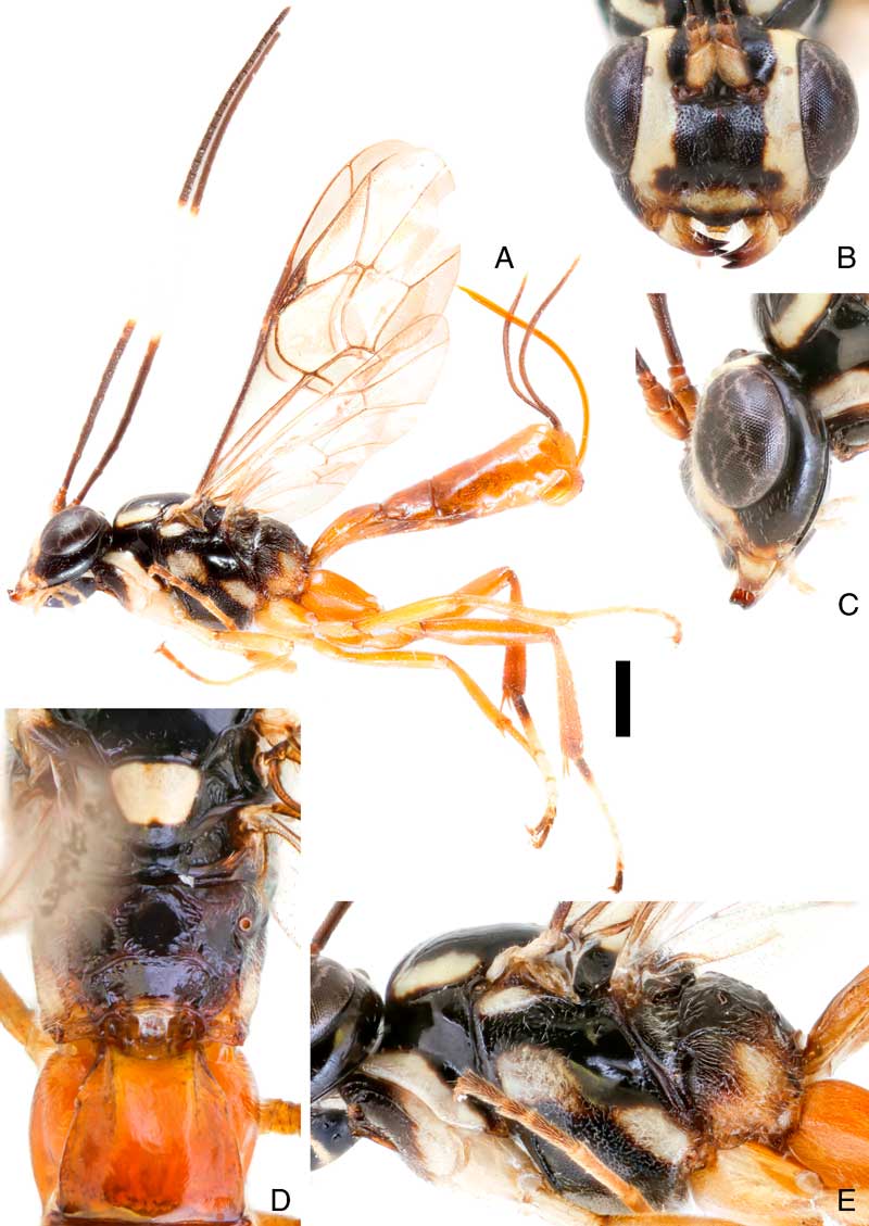 Revision of the Neotropical parasitoid wasp genus Hapsinotus ...