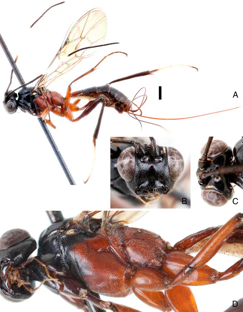 Revision of the Neotropical parasitoid wasp genus Hapsinotus ...
