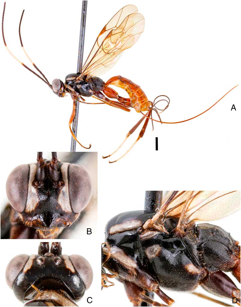 Revision of the Neotropical parasitoid wasp genus Hapsinotus ...