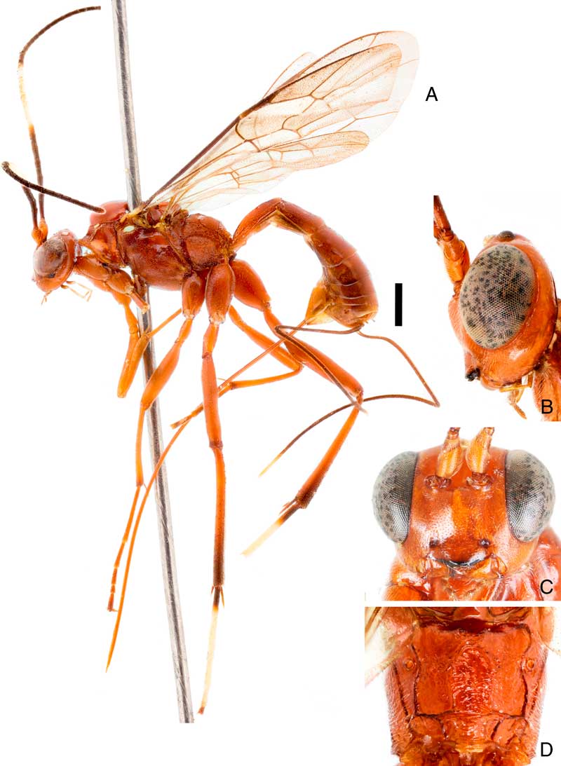 Revision of the Neotropical parasitoid wasp genus Hapsinotus ...