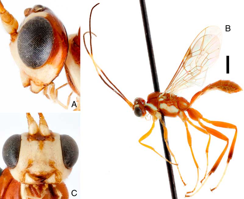 Revision of the Neotropical parasitoid wasp genus Hapsinotus ...