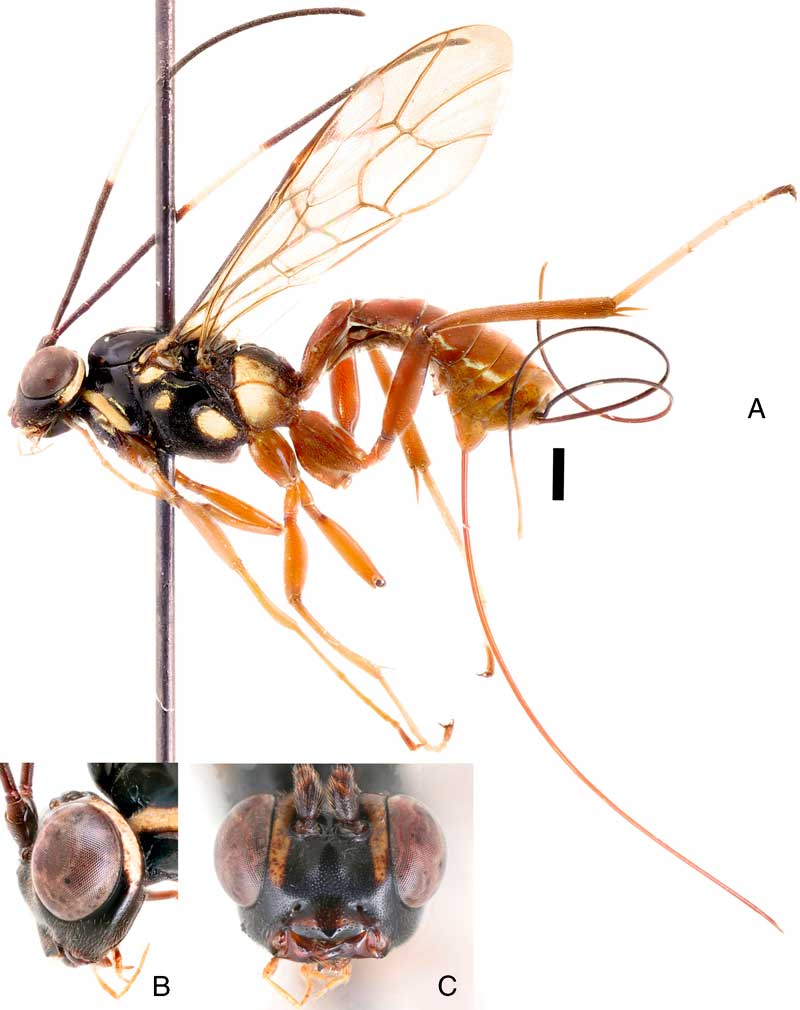 Revision of the Neotropical parasitoid wasp genus Hapsinotus ...