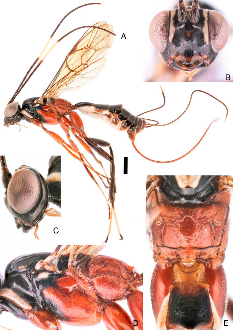 Revision of the Neotropical parasitoid wasp genus Hapsinotus ...