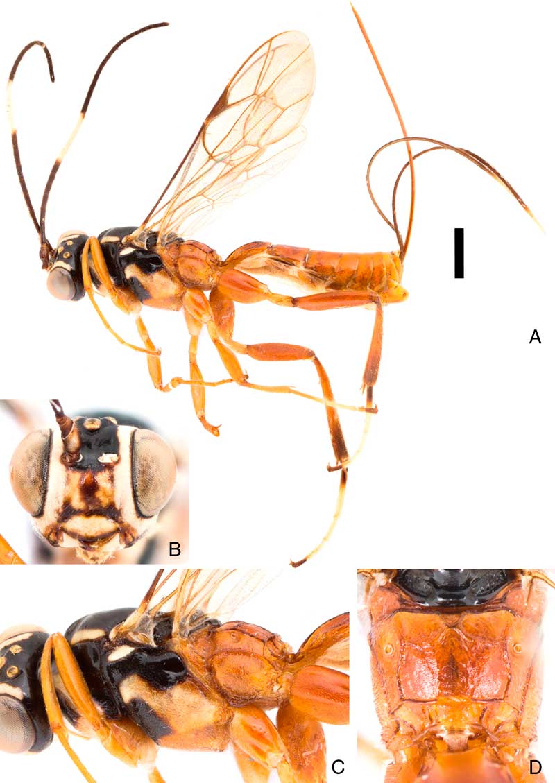 Revision of the Neotropical parasitoid wasp genus Hapsinotus ...