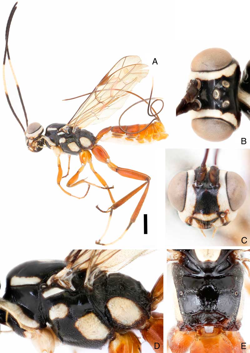 Revision of the Neotropical parasitoid wasp genus Hapsinotus ...