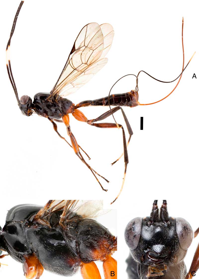 Revision of the Neotropical parasitoid wasp genus Hapsinotus ...