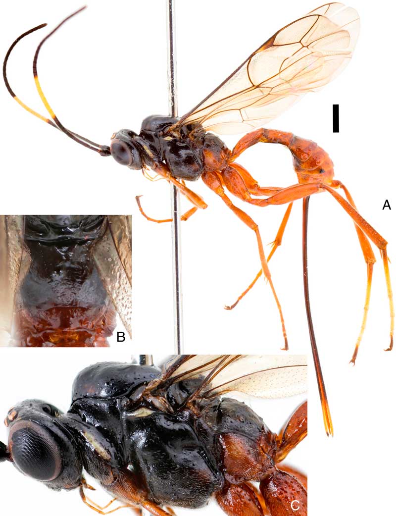 Revision of the Neotropical parasitoid wasp genus Hapsinotus ...