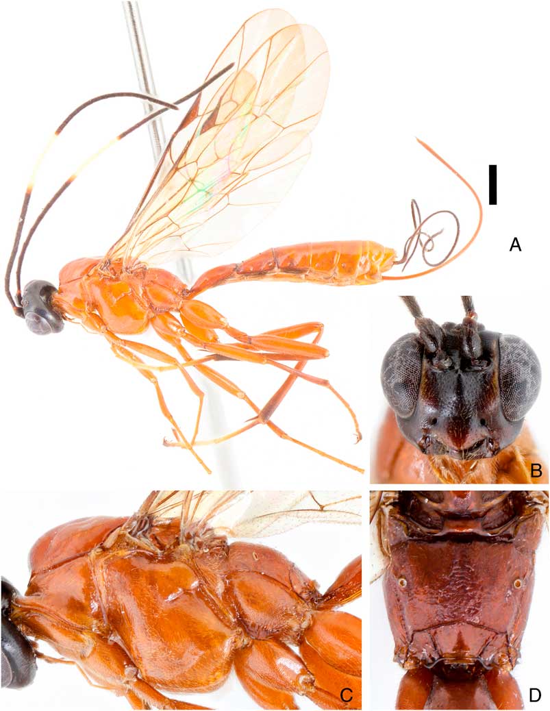 Revision of the Neotropical parasitoid wasp genus Hapsinotus ...