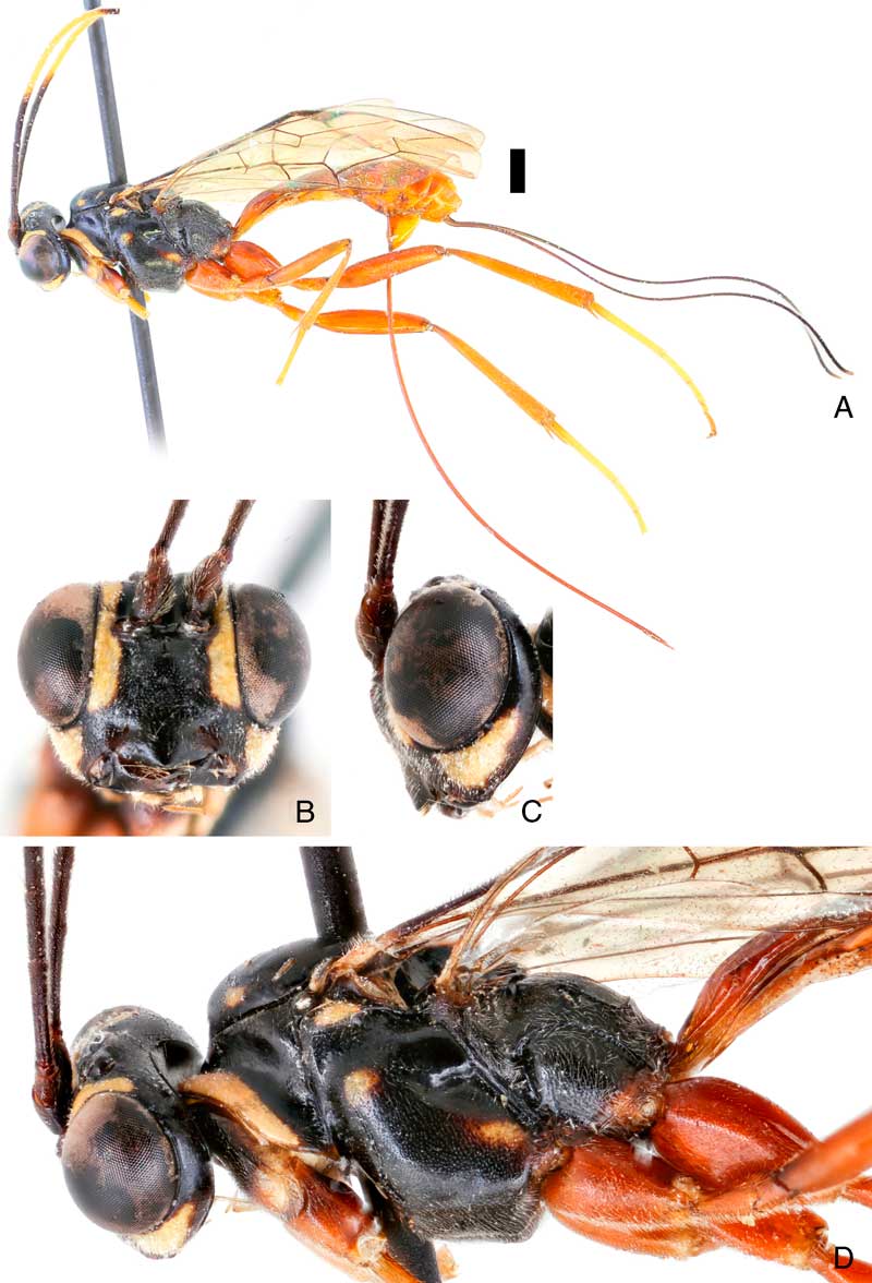 Revision of the Neotropical parasitoid wasp genus Hapsinotus ...