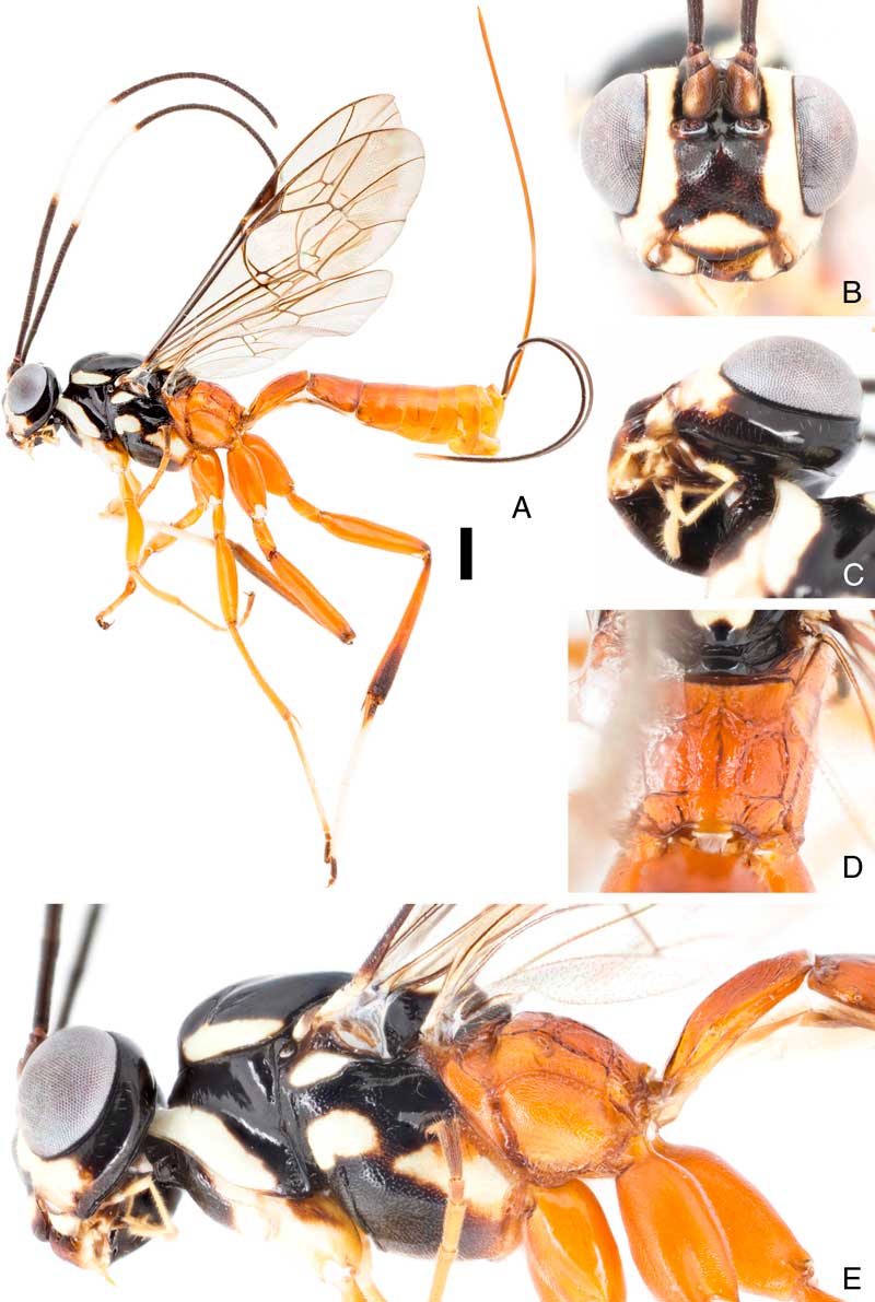 Revision of the Neotropical parasitoid wasp genus Hapsinotus ...