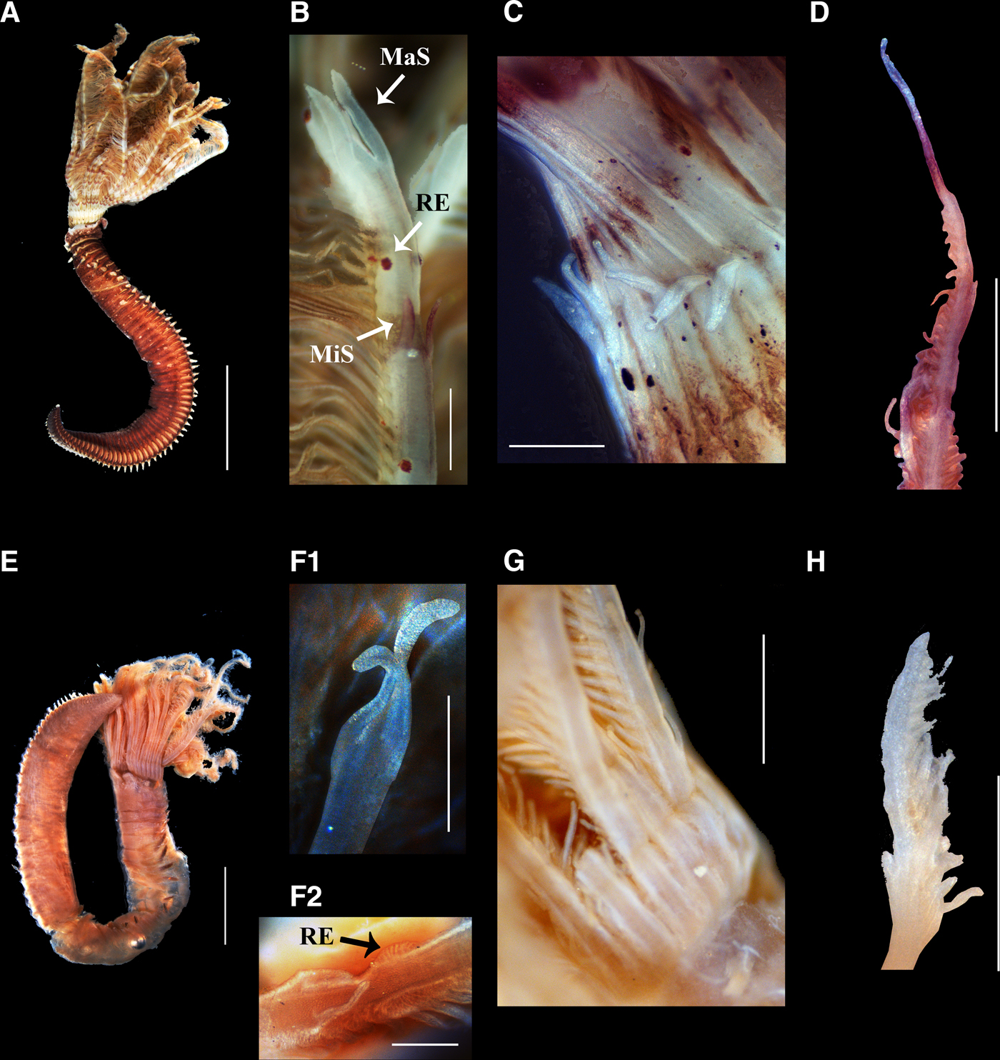 First record of the invasive worm Branchiomma bairdi (Annelida ...