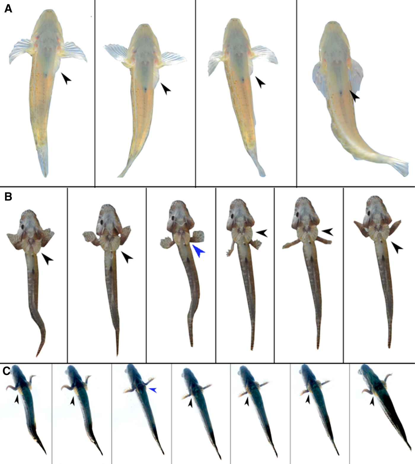 A mechanical piston action may assist pelvic–pectoral fin antagonism in ...