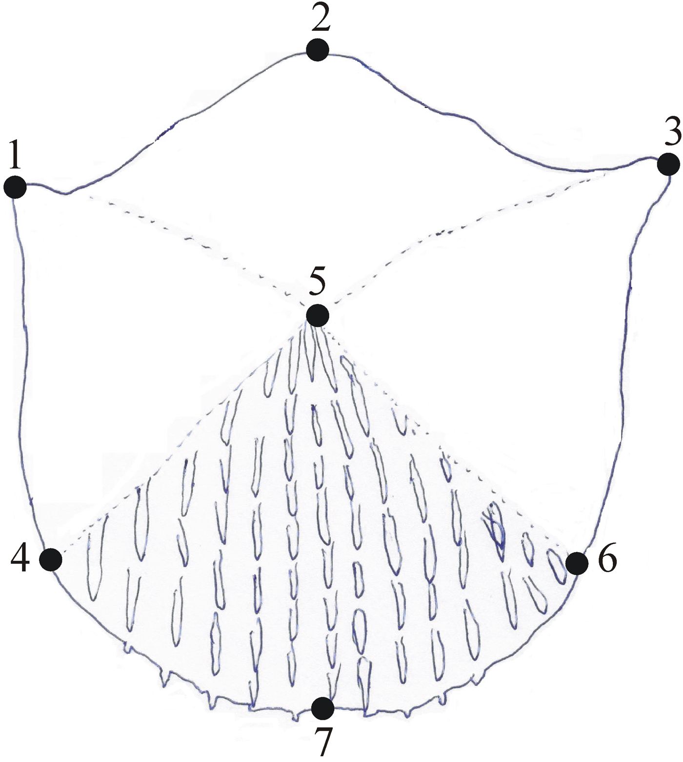 Morphometric variation of fish scales among some species of rattail ...