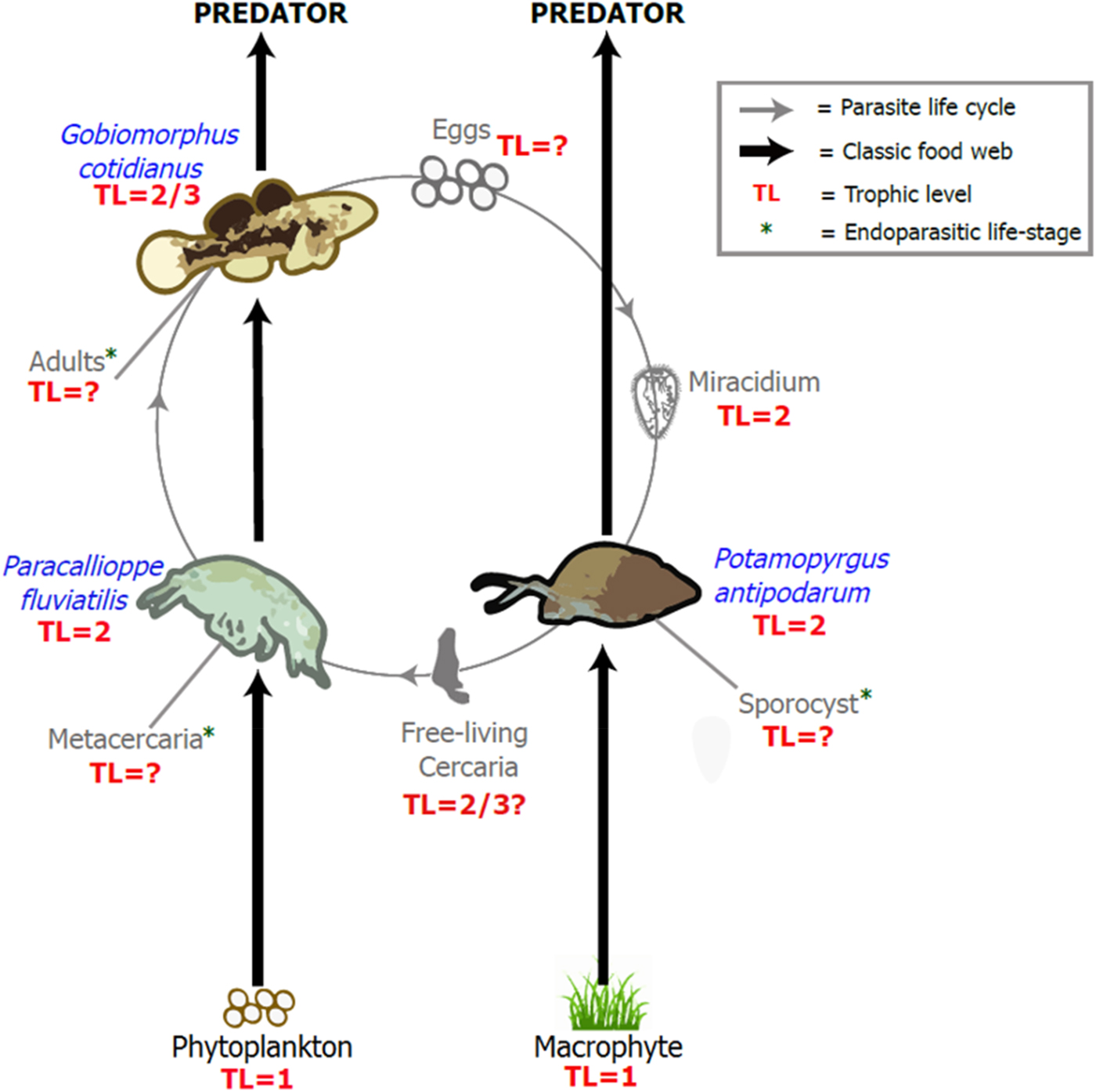 Stable-isotope analysis: a neglected tool for placing parasites in food ...