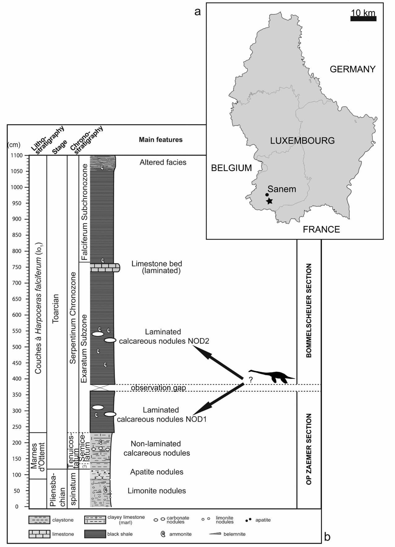 Microcleidus melusinae, a new plesiosaurian (Reptilia, Plesiosauria ...