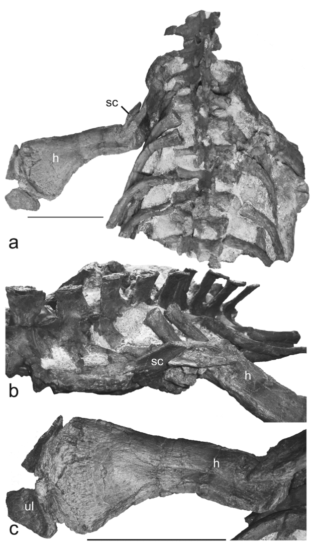 Microcleidus melusinae, a new plesiosaurian (Reptilia, Plesiosauria ...