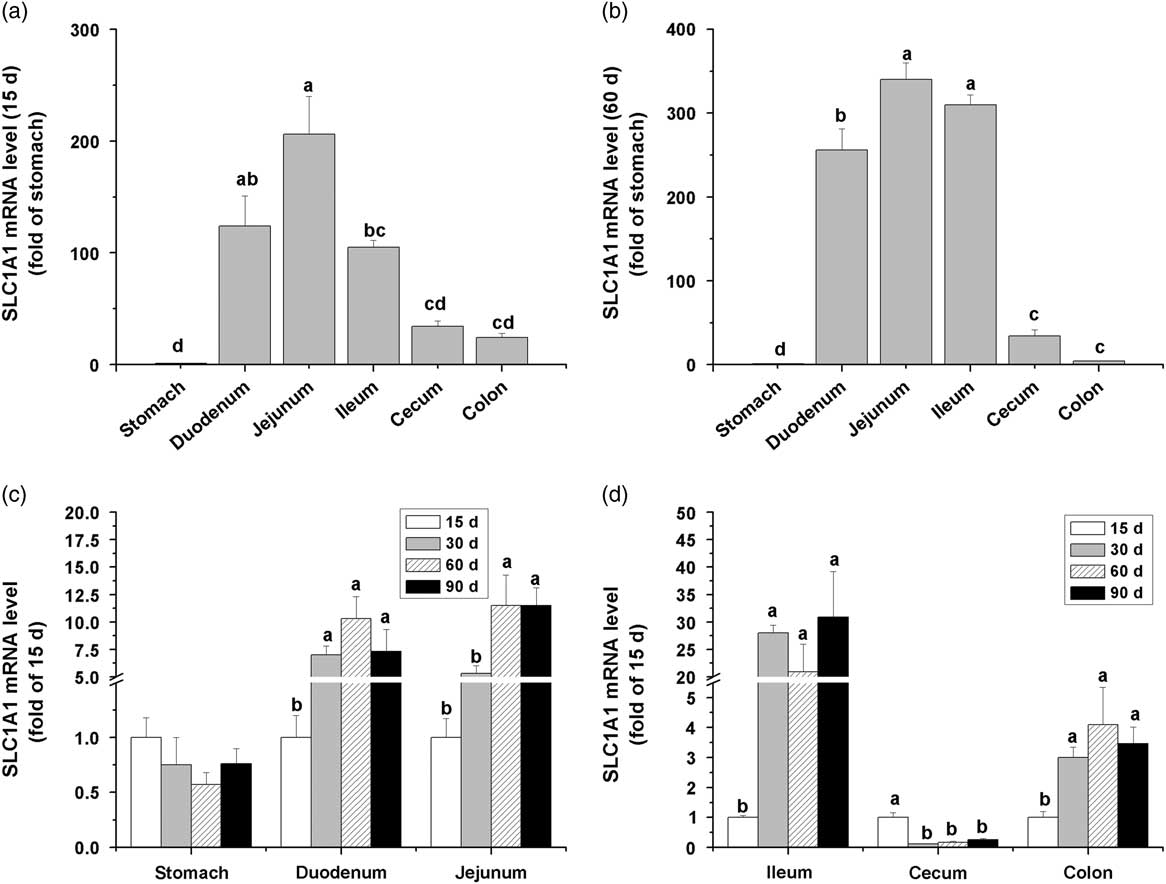 Rabbit SLC15A1, SLC7A1 and SLC1A1 genes are affected by site of ...