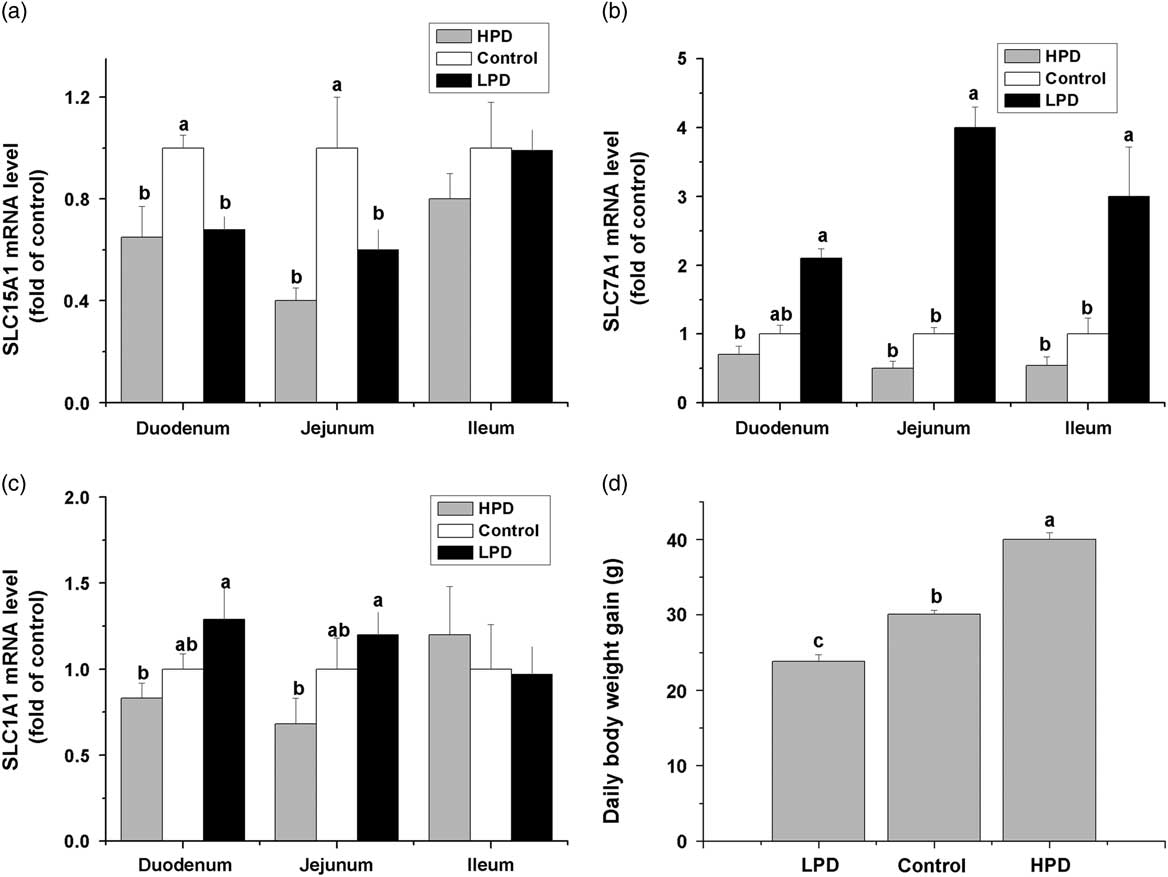 Rabbit SLC15A1, SLC7A1 and SLC1A1 genes are affected by site of ...