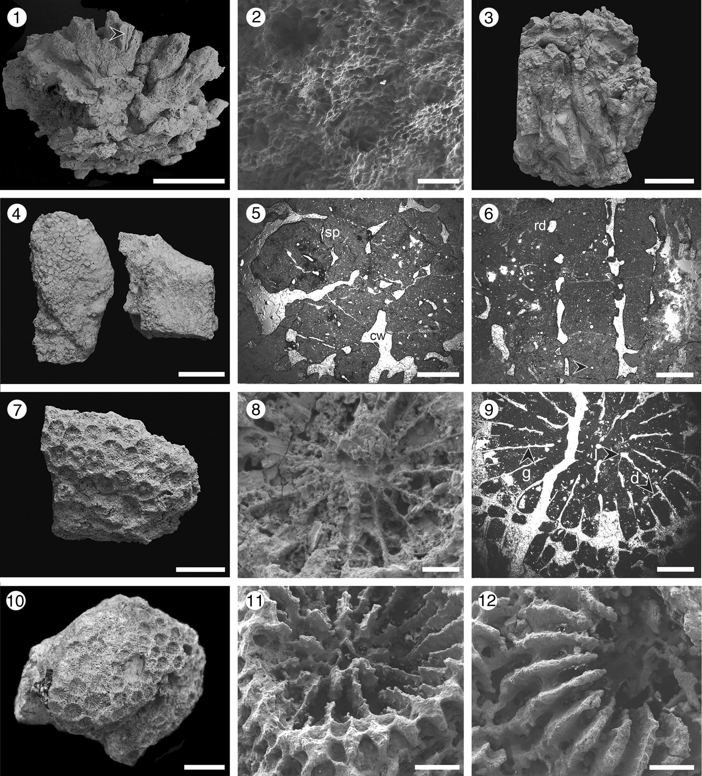 Early Miocene shallow-water corals from La Guajira, Colombia: part I ...