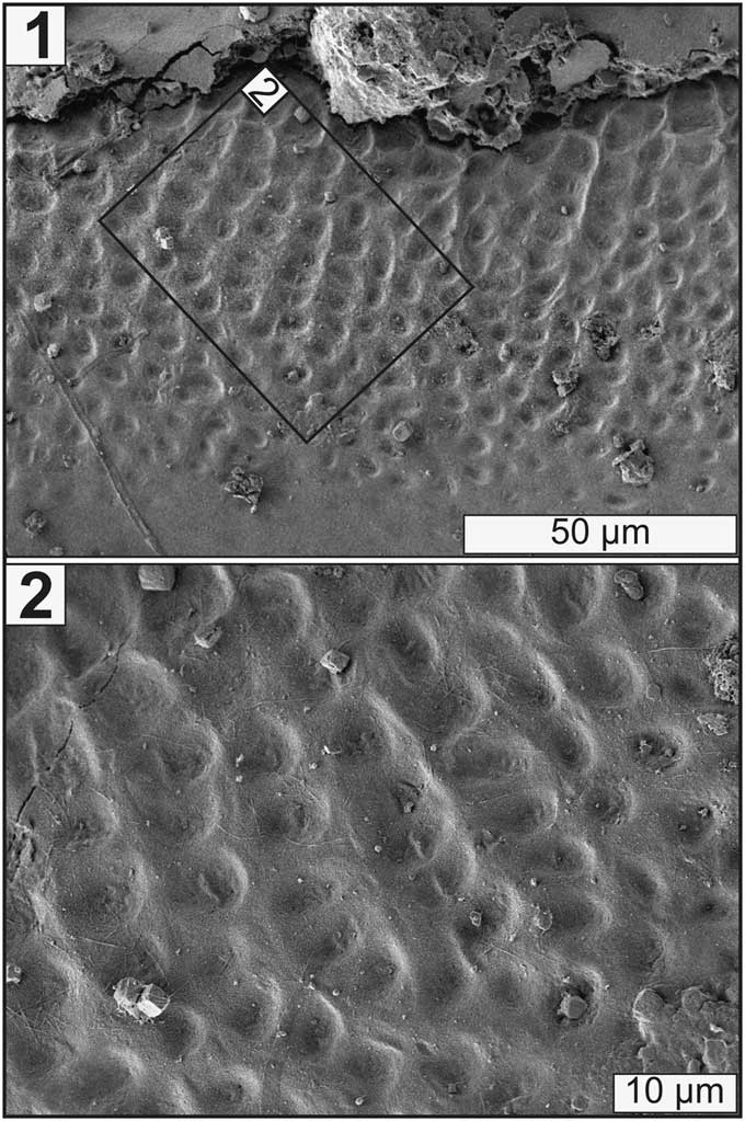 Late Permian conchostracans (Crustacea, Branchiopoda) from continental ...