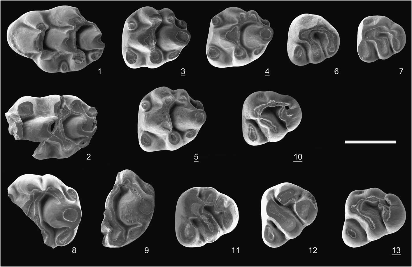 Late Miocene−early Pliocene rodents and lagomorphs (Mammalia) from the ...