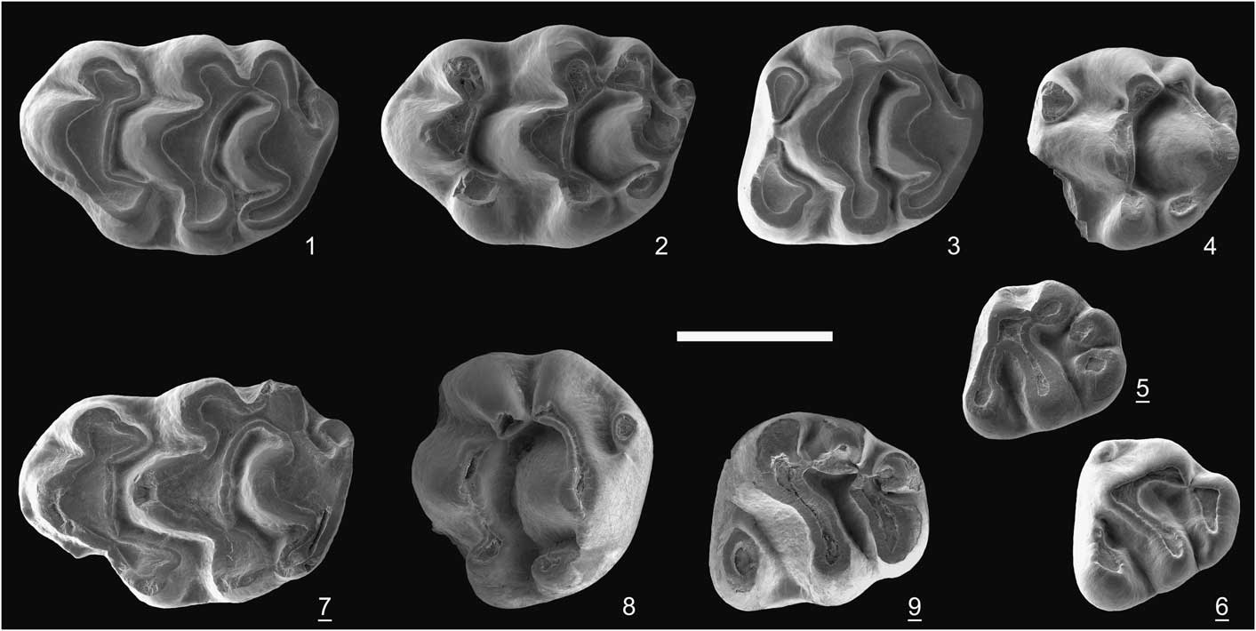 Late Miocene−early Pliocene rodents and lagomorphs (Mammalia) from the ...
