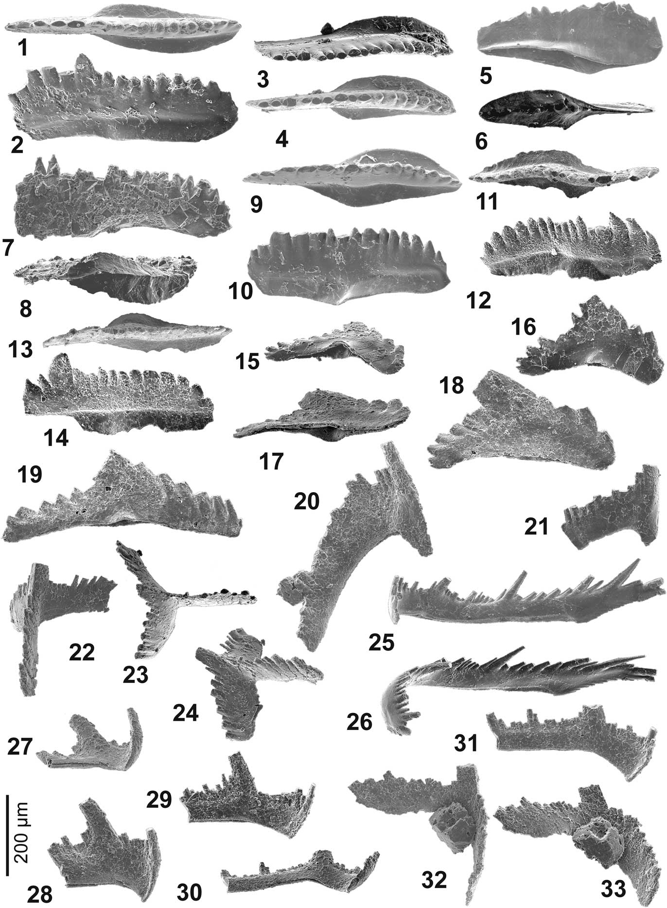 The apparatus of the Carboniferous conodont Vogelgnathus simplicatus ...