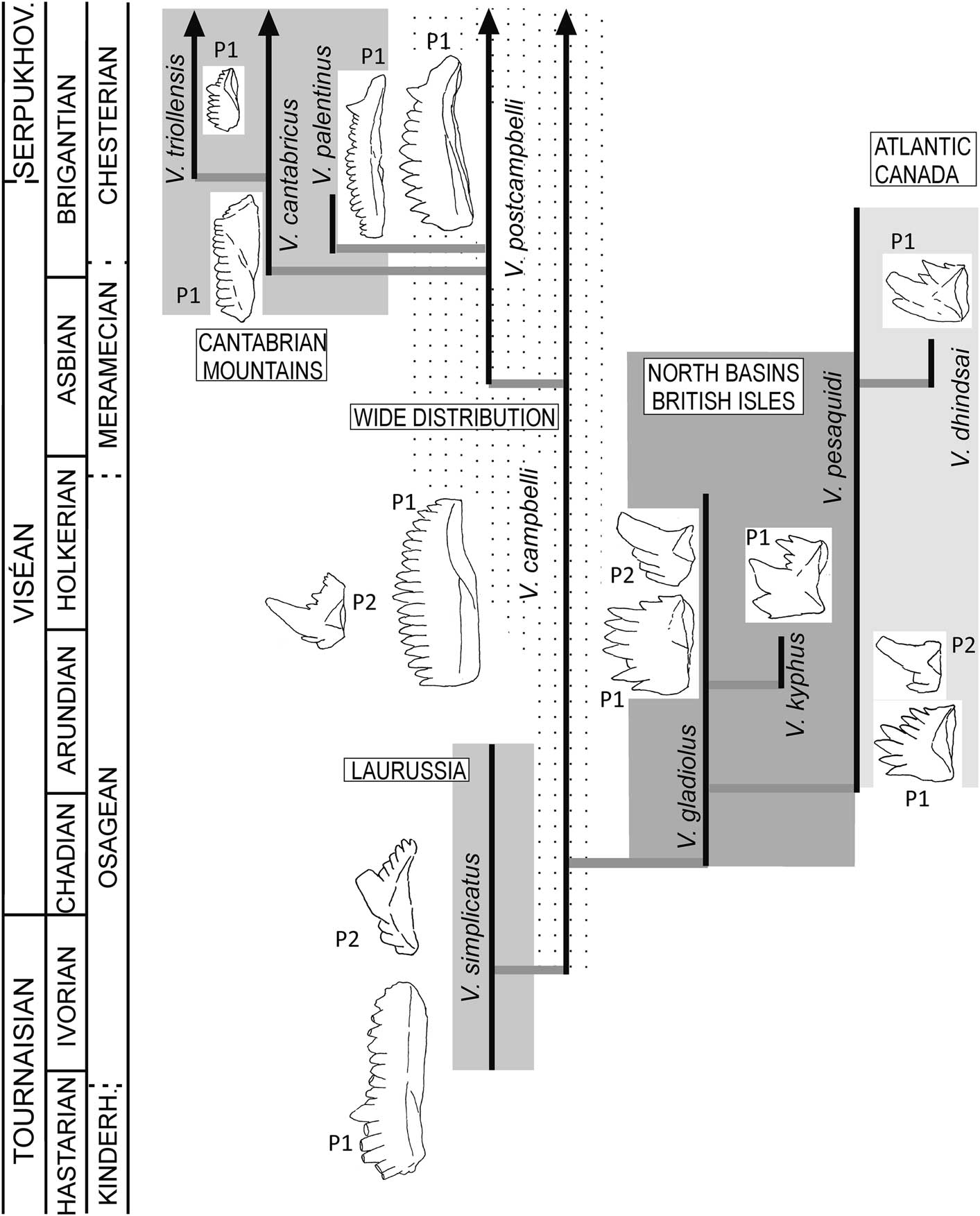 The apparatus of the Carboniferous conodont Vogelgnathus simplicatus ...