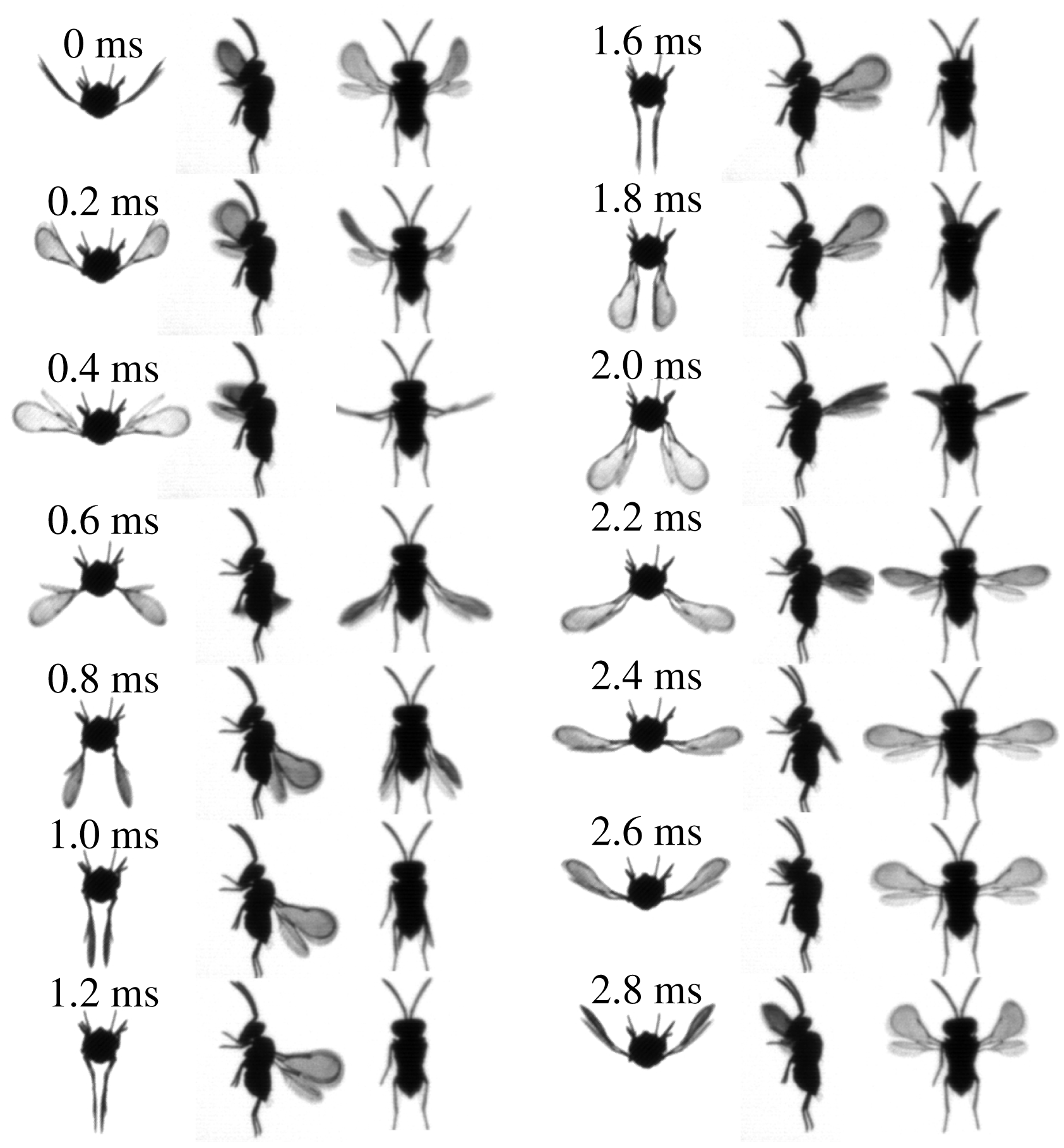 Very small insects use novel wing flapping and drag principle to ...