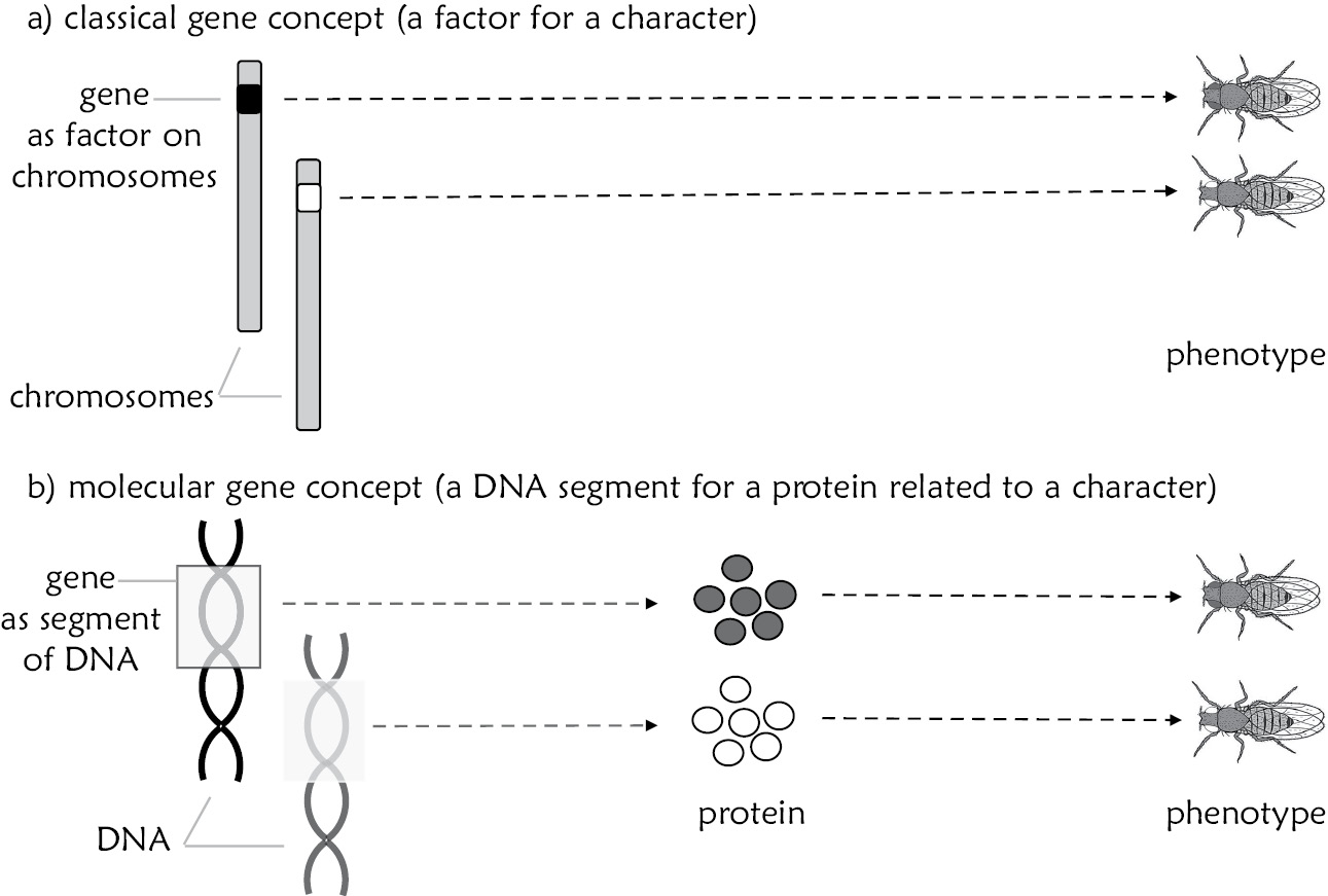 The Genetic Basics What Are Genes And What Do They Do