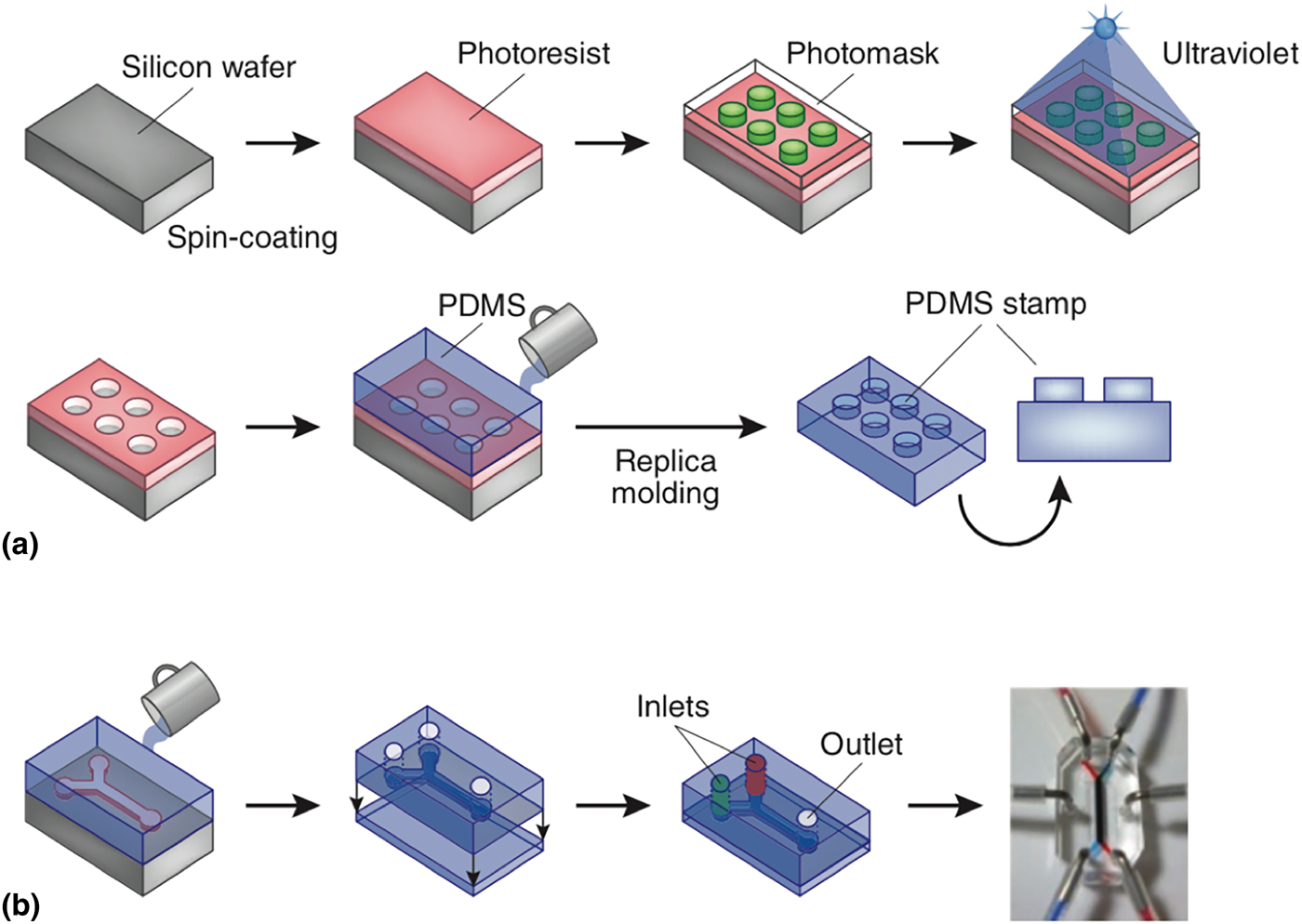 Multi-organ on a chip for personalized precision medicine | MRS ...