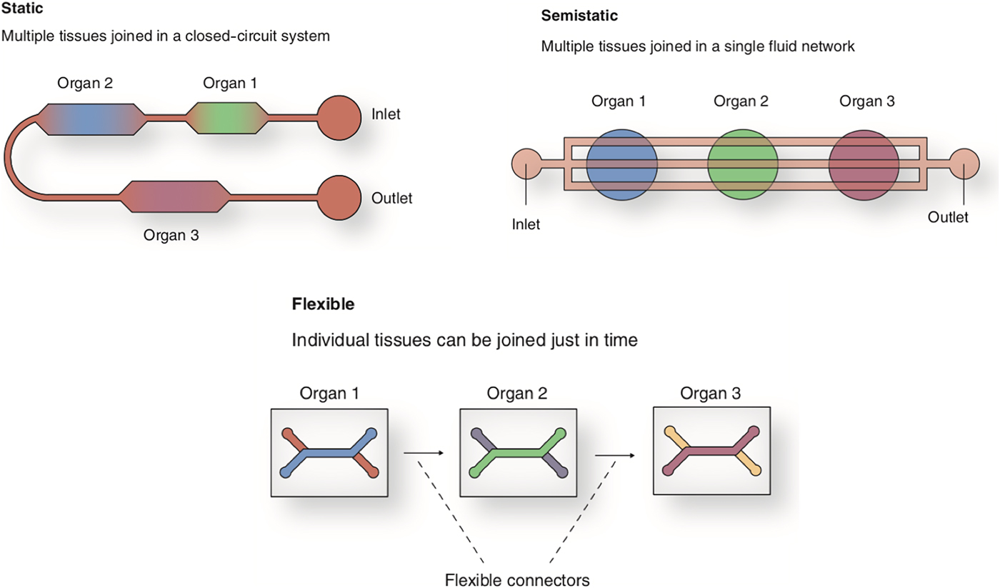 Multi-organ on a chip for personalized precision medicine | MRS ...