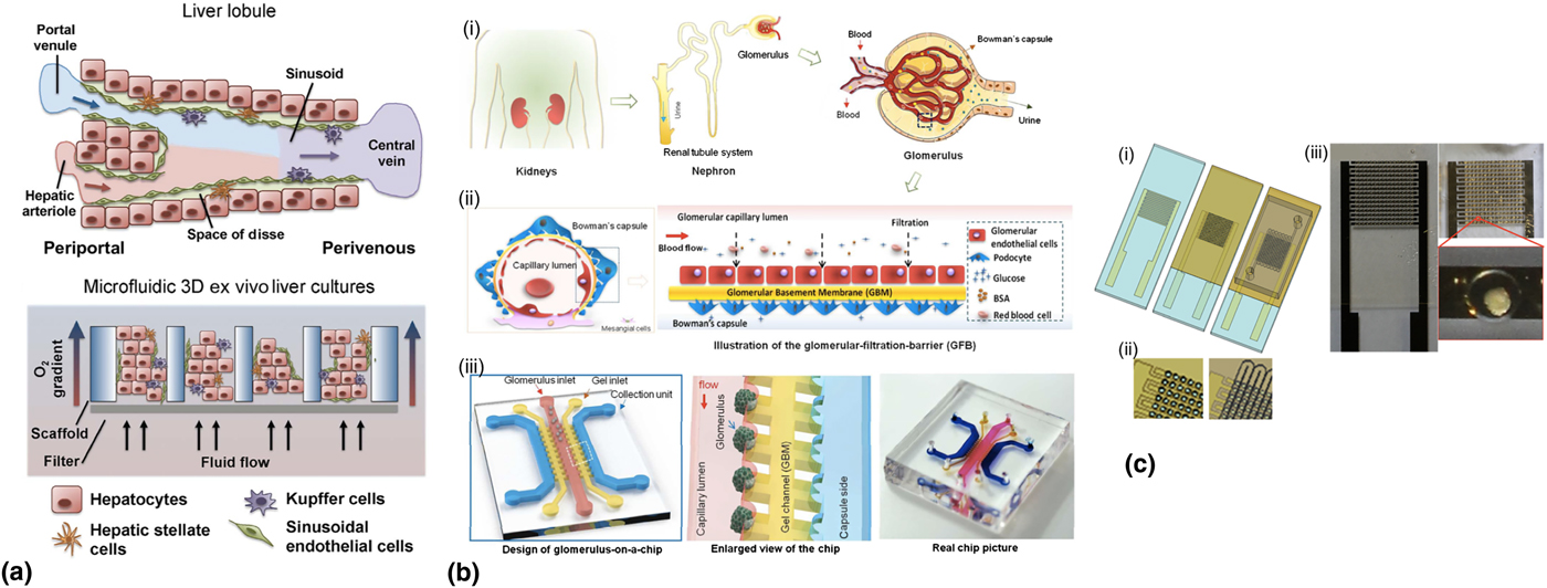 Multi-organ on a chip for personalized precision medicine | MRS ...