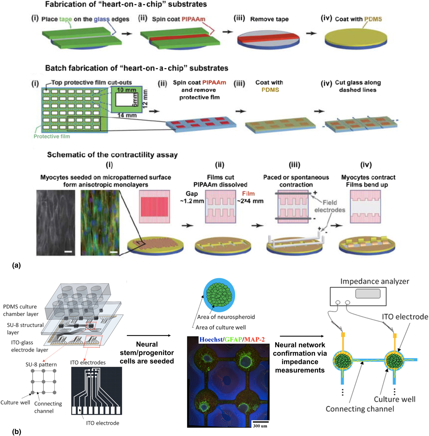 Multi-organ on a chip for personalized precision medicine | MRS ...