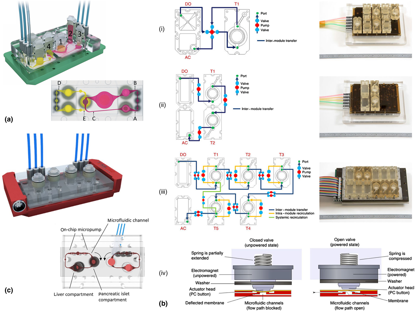 Multi-organ on a chip for personalized precision medicine | MRS ...