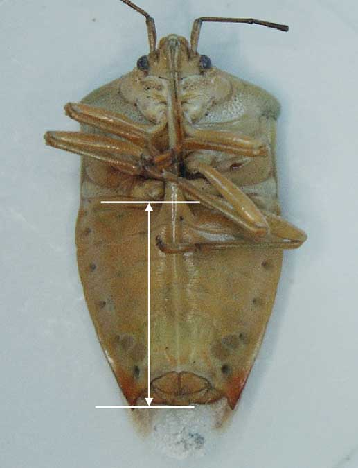 Interspecific variation in life history traits of Elasmostethus ...