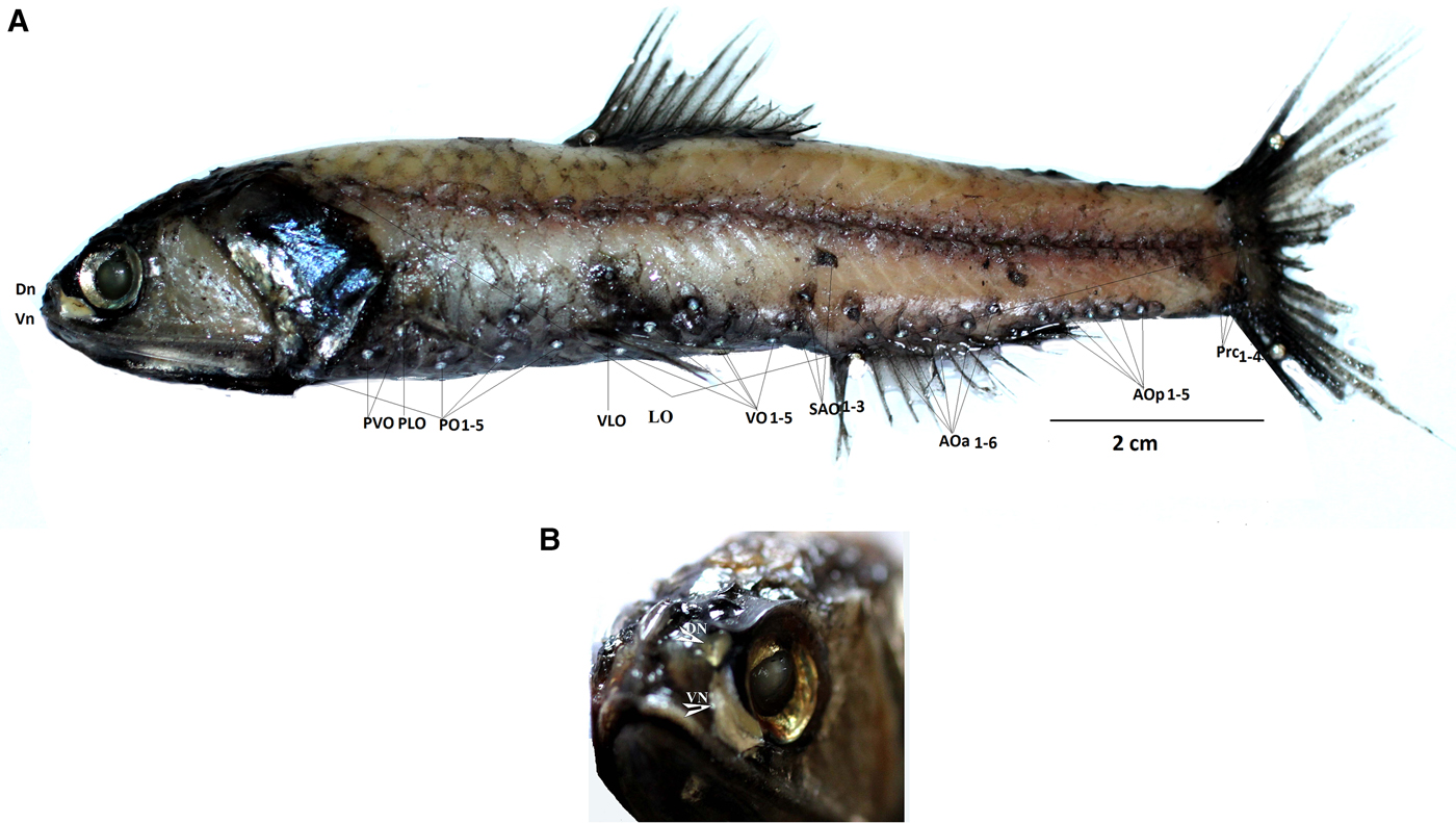 Systematics and biology of the blue lanternfish, Diaphus coeruleus from ...