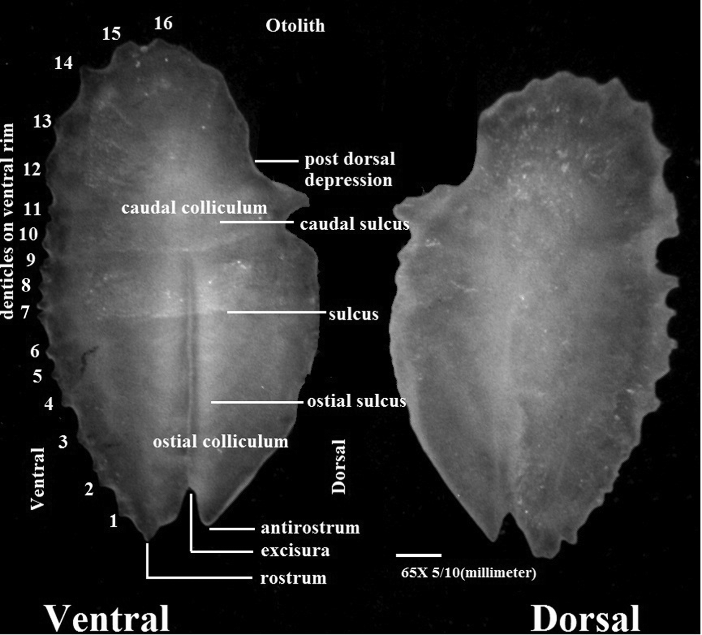 Systematics and biology of the blue lanternfish, Diaphus coeruleus from ...