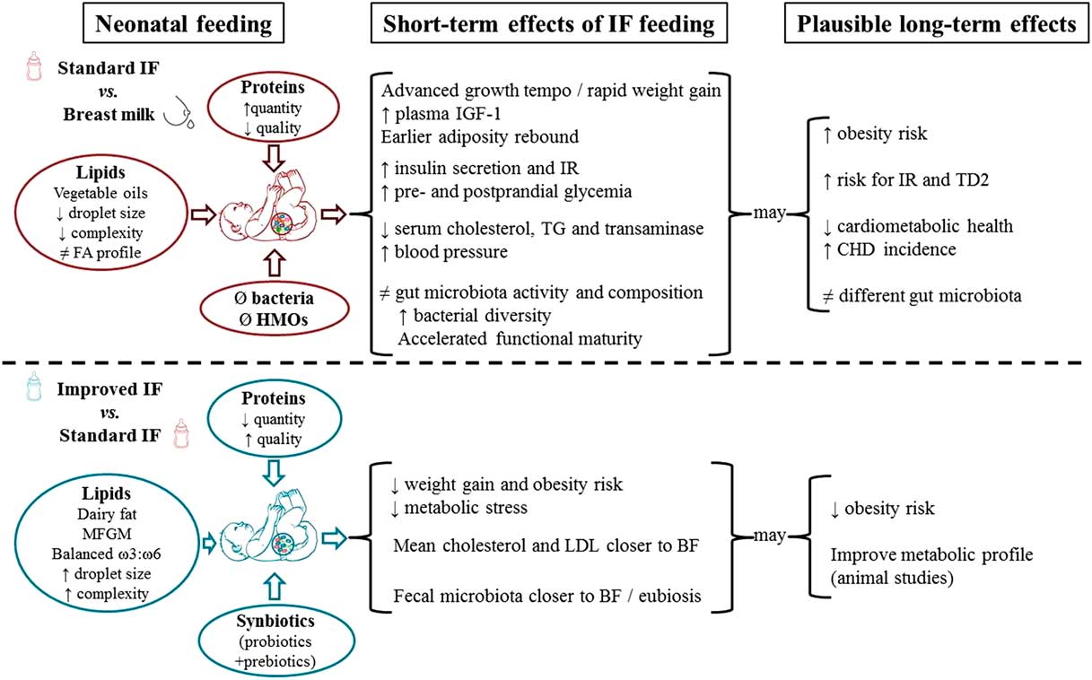 Effects of infant formula composition on long-term metabolic health ...