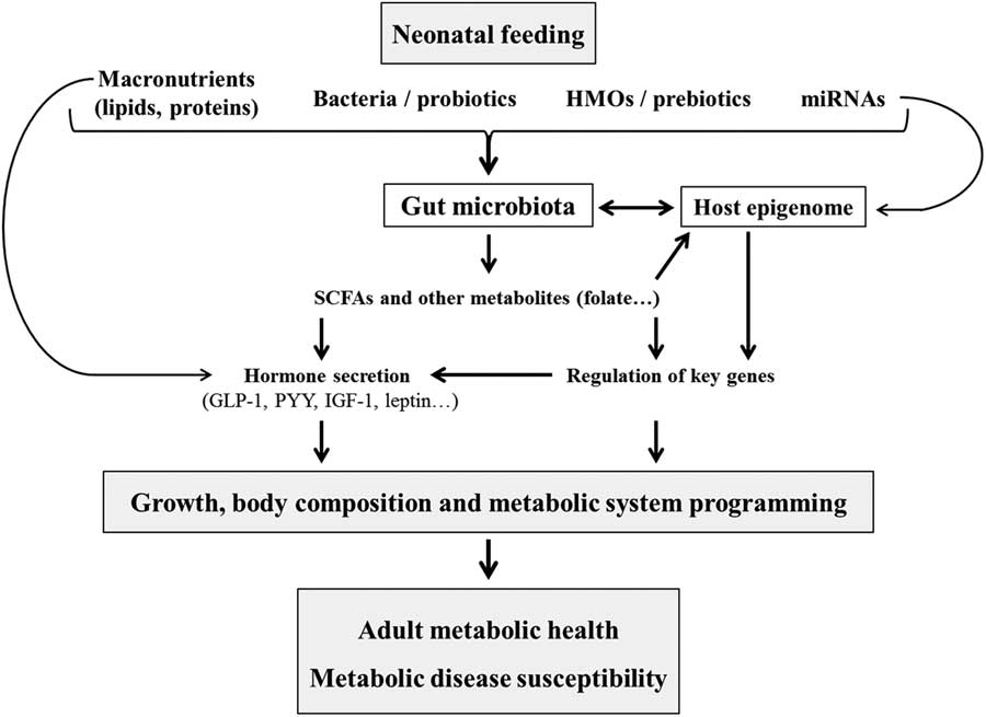 Effects of infant formula composition on long-term metabolic health ...
