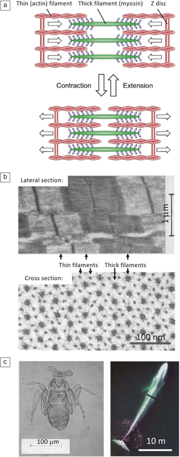 Molecular motors in materials science | MRS Bulletin | Cambridge Core